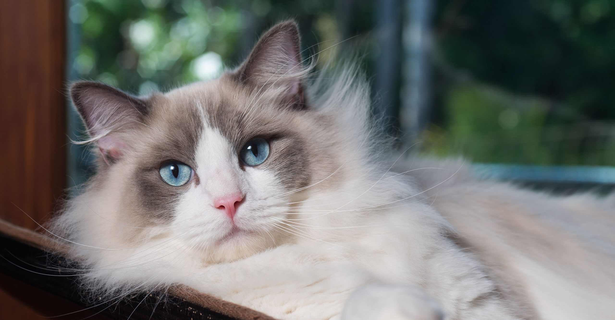 Cat , Furniture , Scratching , Post , Pet, accessory