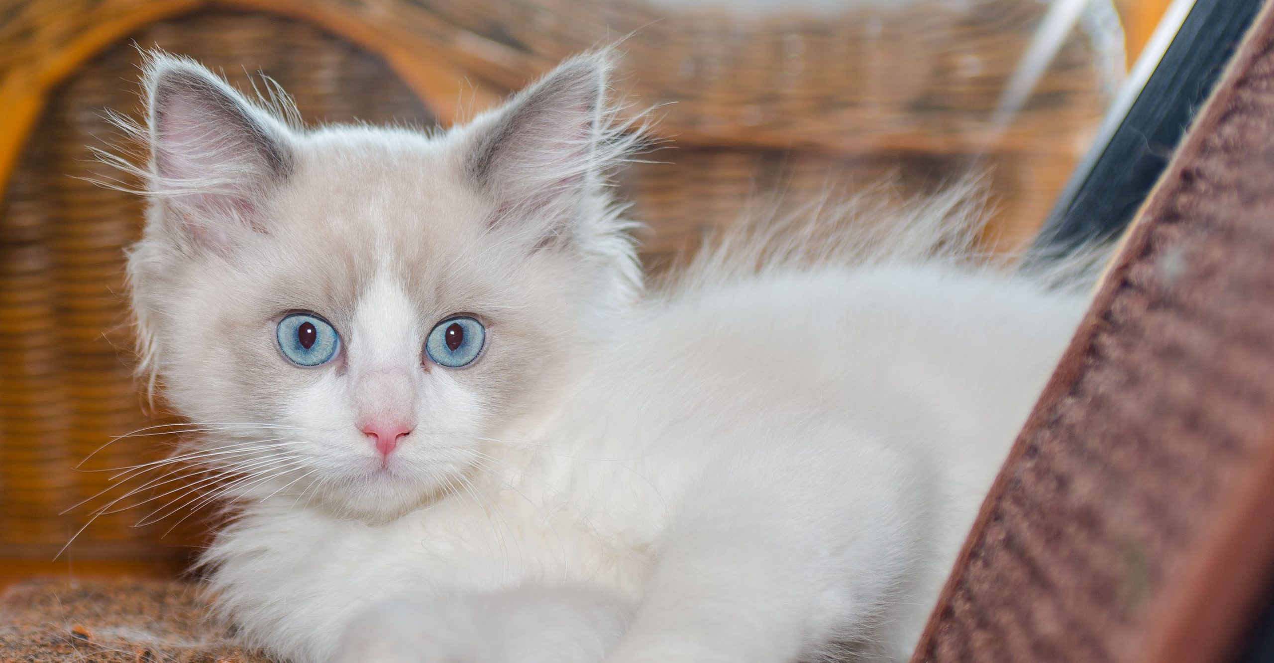 Cat , Furniture , Scratching , Post , Pet, accessory